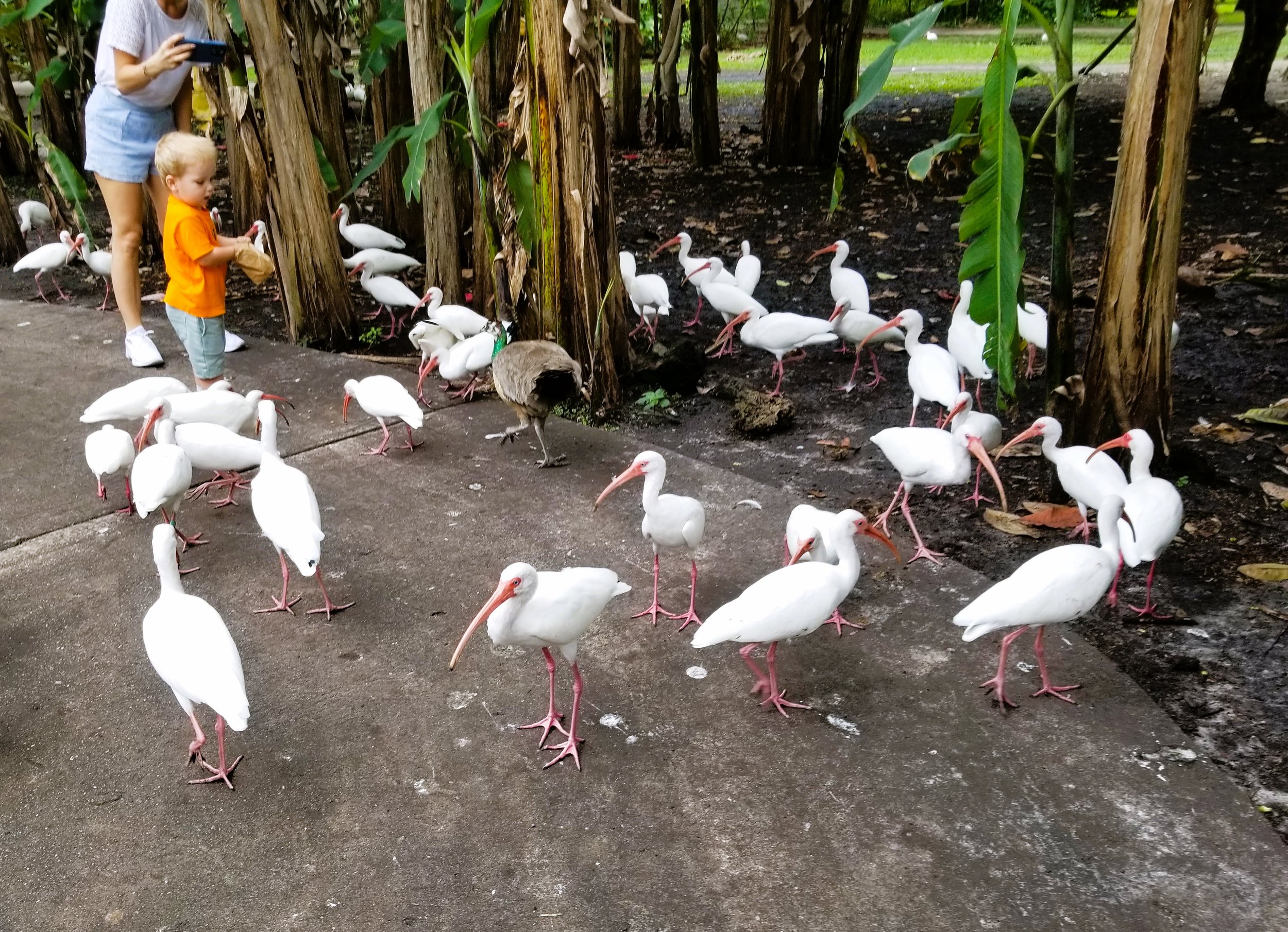 Find Flamboyant, Flummoxing, Fascinating, and Fun Florida Flamingos at ...