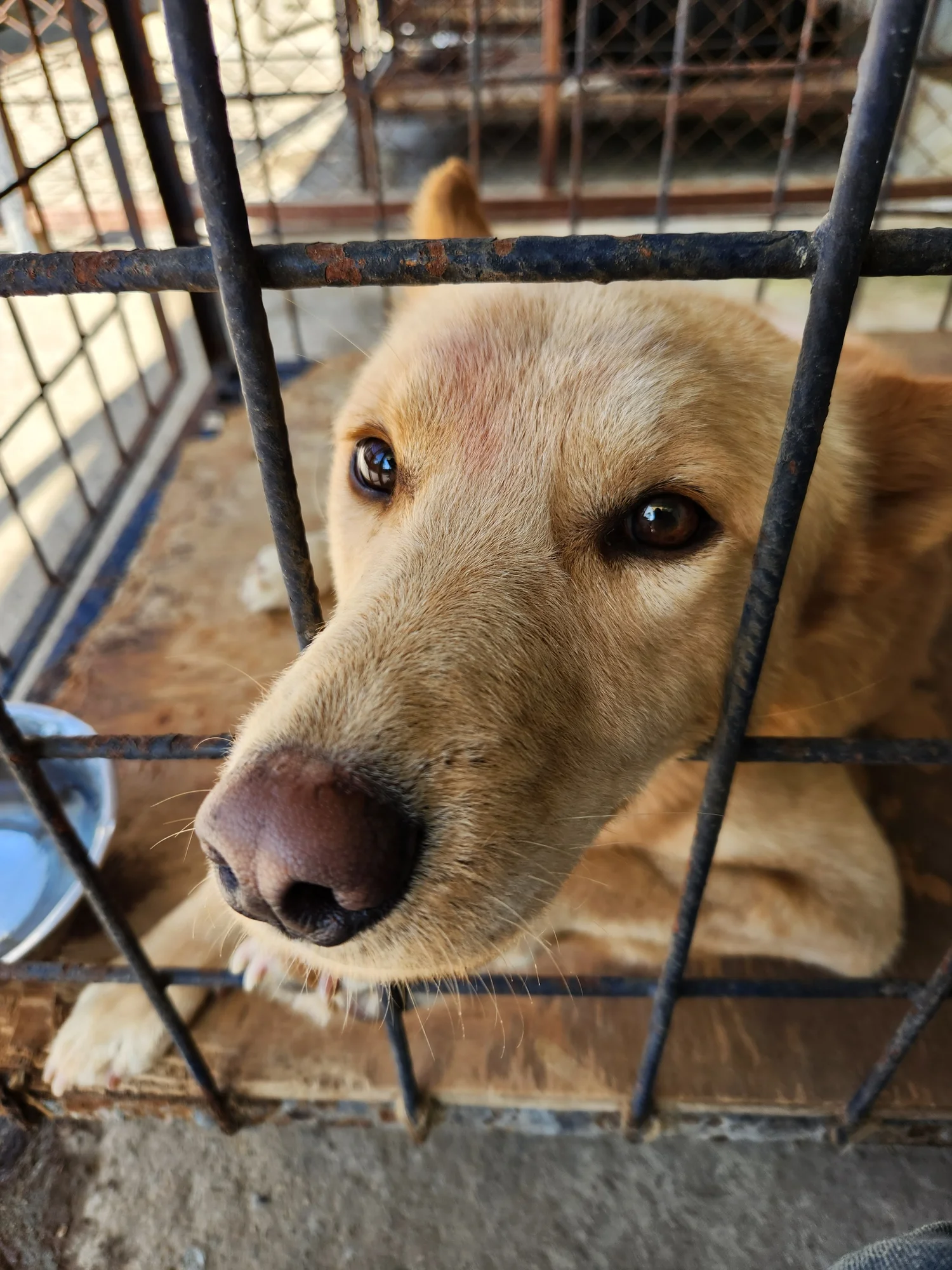 Kathmandu Animal Treatment Center - helping animals on the far side of ...