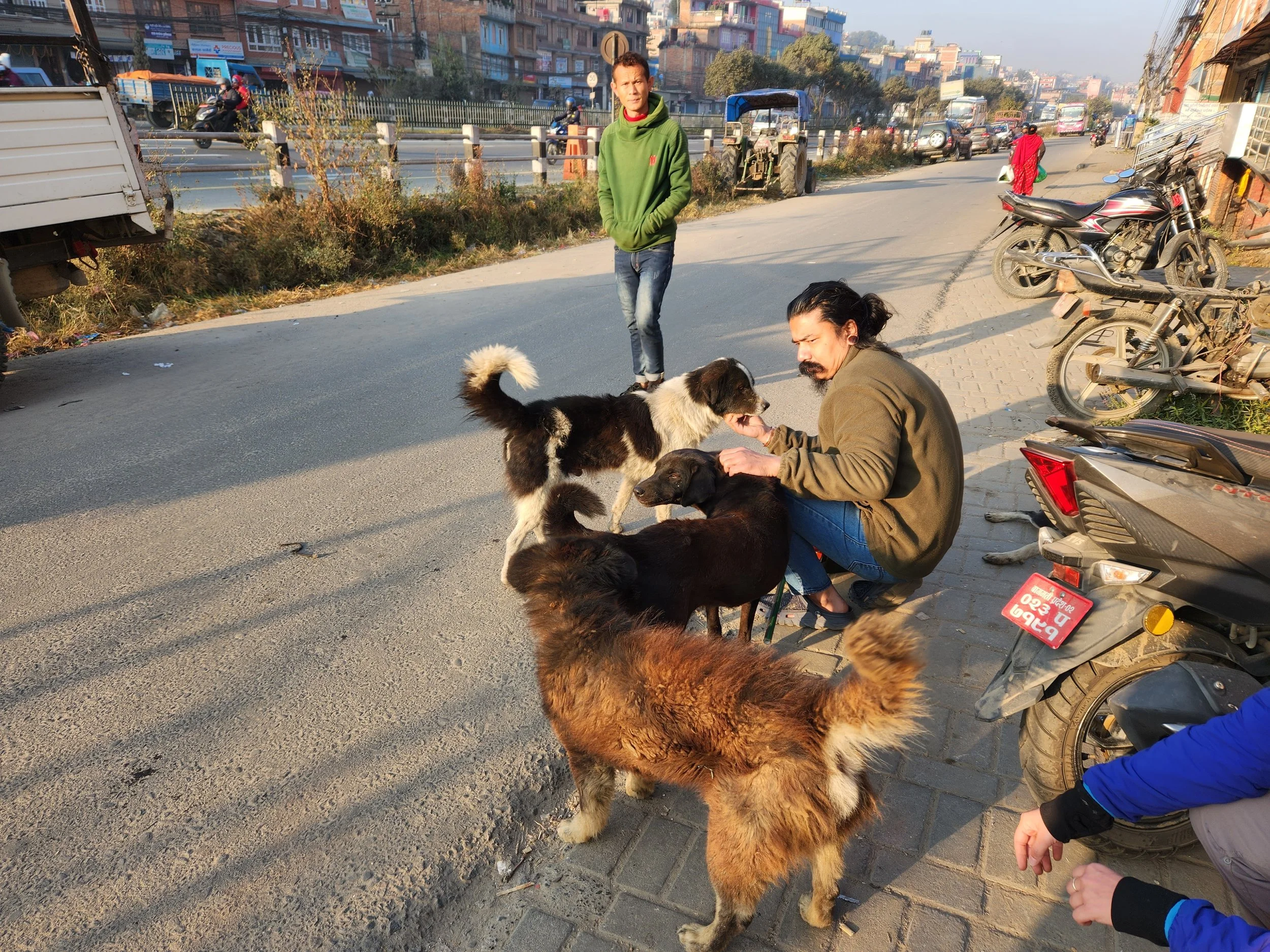 Life on the Streets: Vet for Your Pet Protects Nepal's Street Dogs from ...