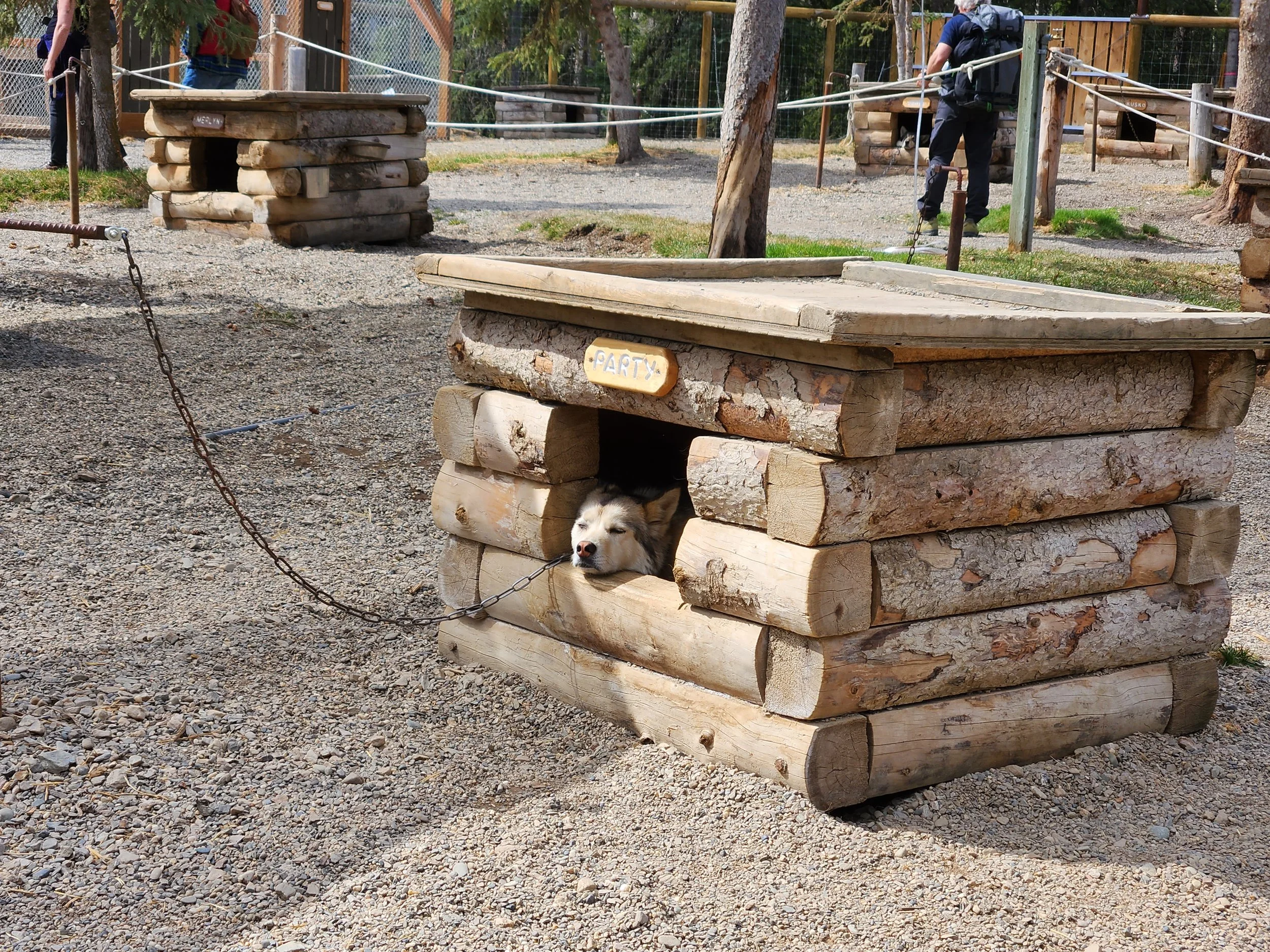 Denali Dogs: How Alaskan sled dogs help maintain and entertain at ...