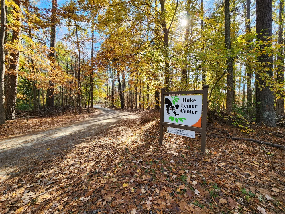 Madagascar is over 9000 miles away...but you don't have to travel that ...