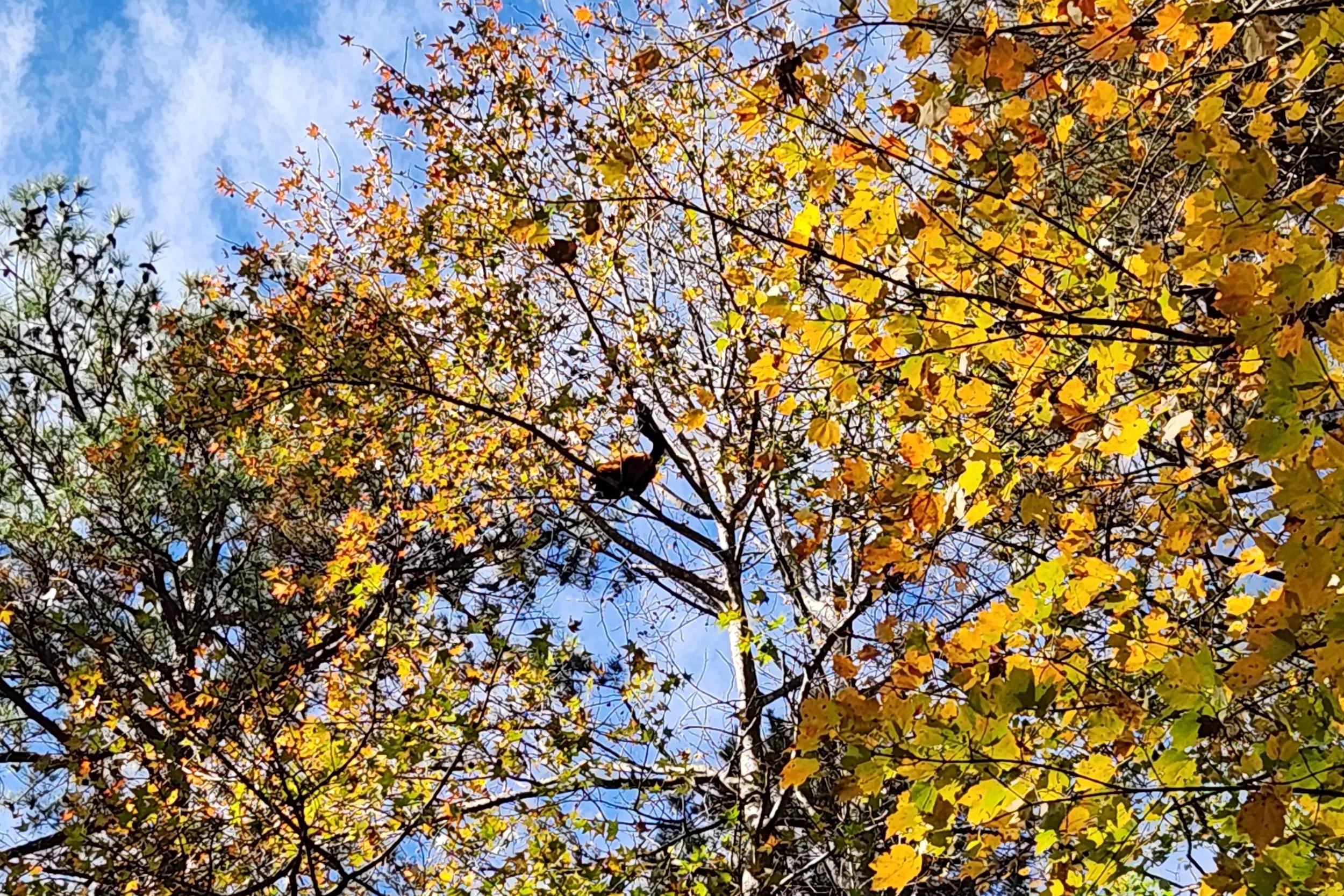 Madagascar is over 9000 miles away...but you don't have to travel that ...