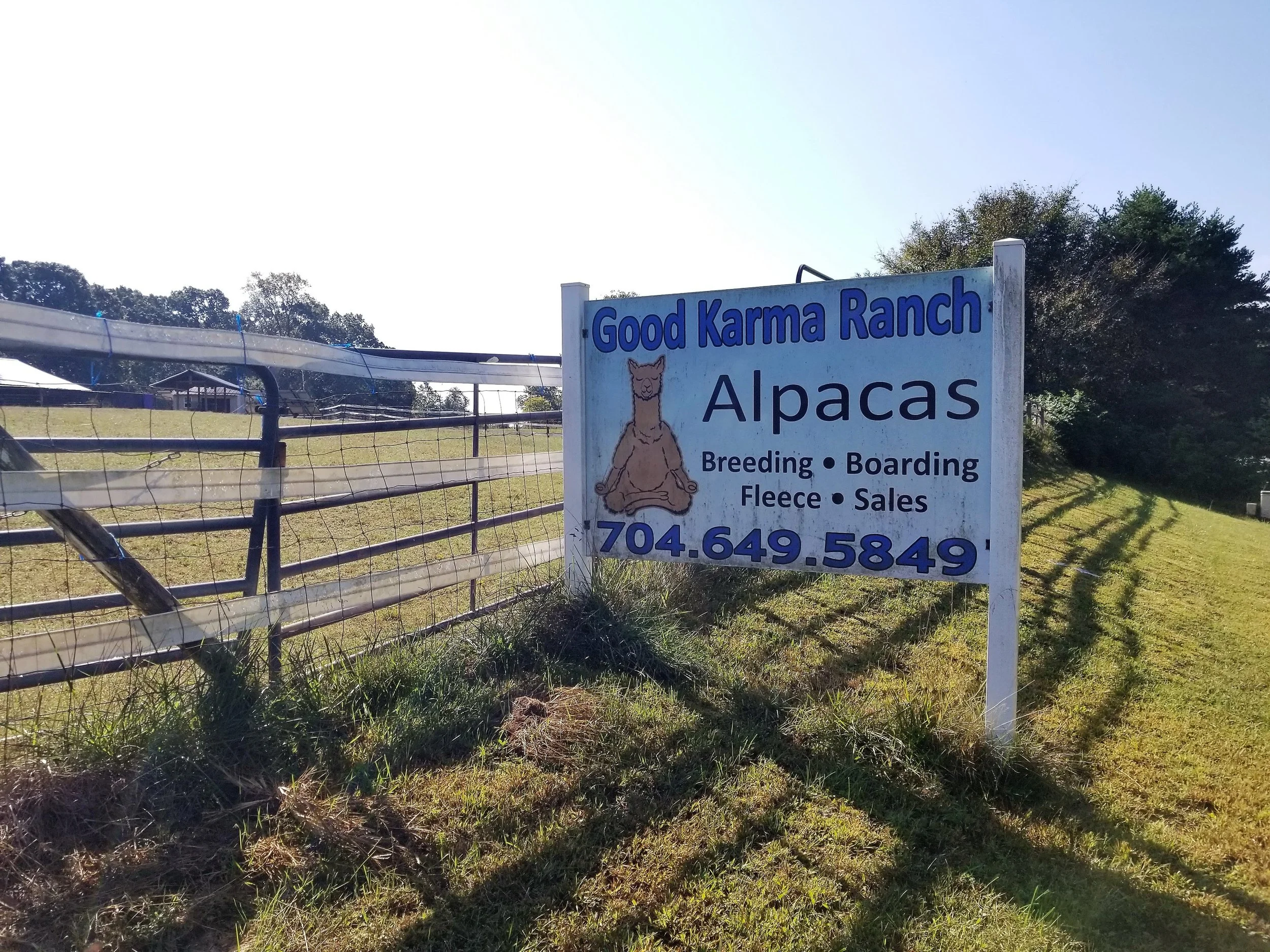 Poses & Alpacas: Good Vibes at North Carolina's Good Karma Ranch — What ...