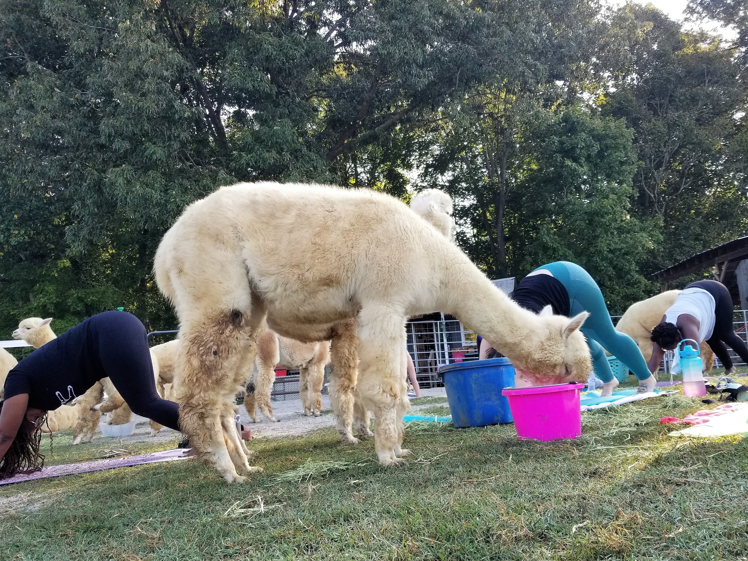 Poses & Alpacas: Good Vibes at North Carolina's Good Karma Ranch — What ...