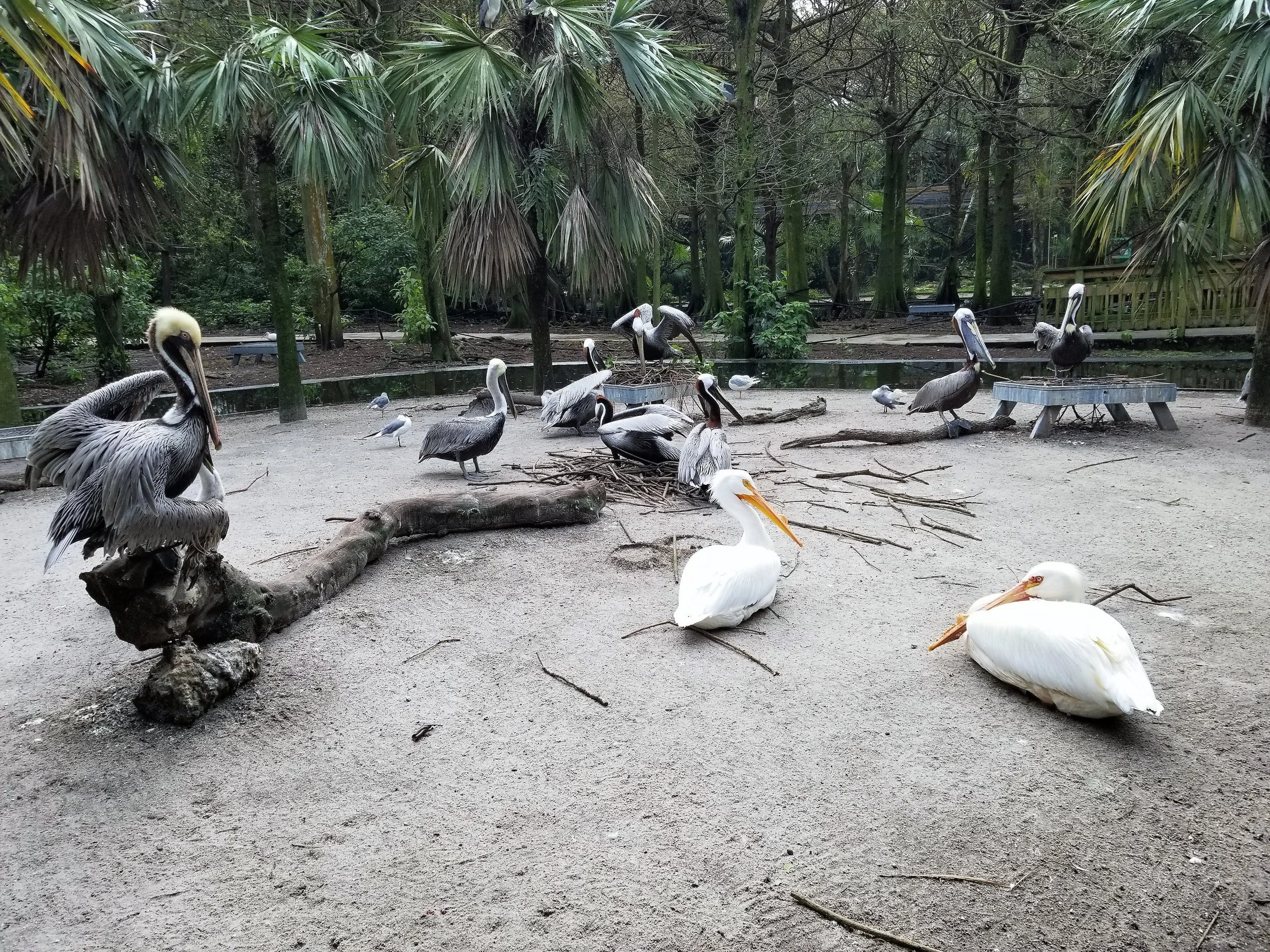 Find Flamboyant, Flummoxing, Fascinating, and Fun Florida Flamingos at ...