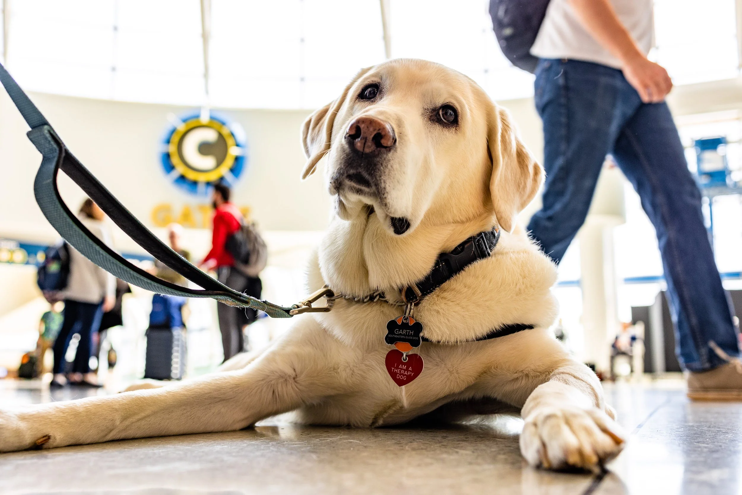 Can I pet your dog? How airport canine crews make air travel better ...