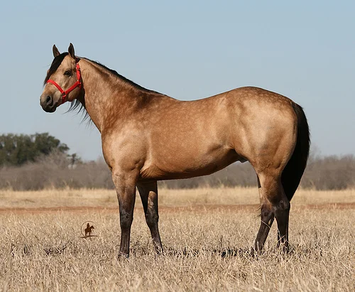 Bucks Hancock Dude — Namgis Quarter Horses