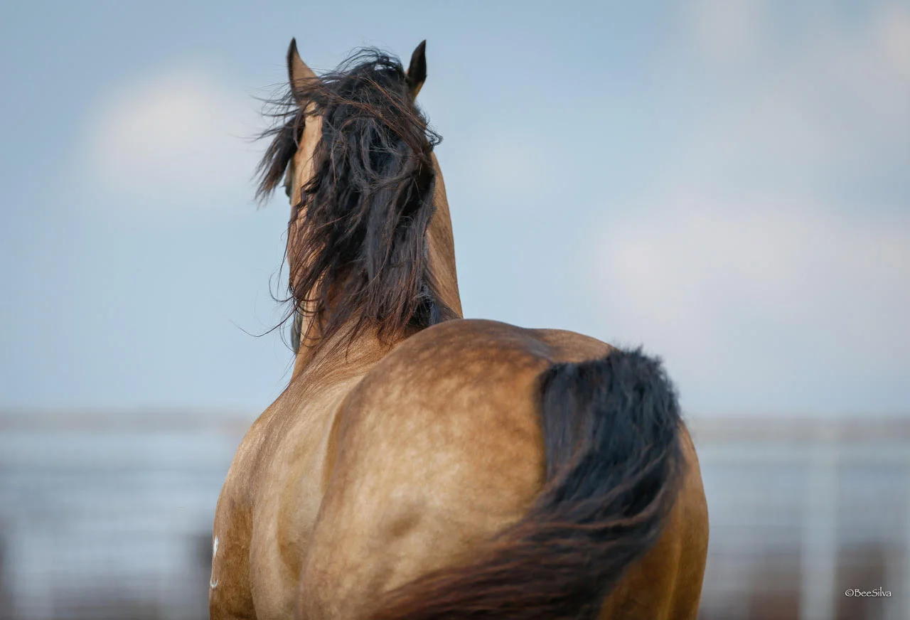 Bucks Hancock Dude — Namgis Quarter Horses