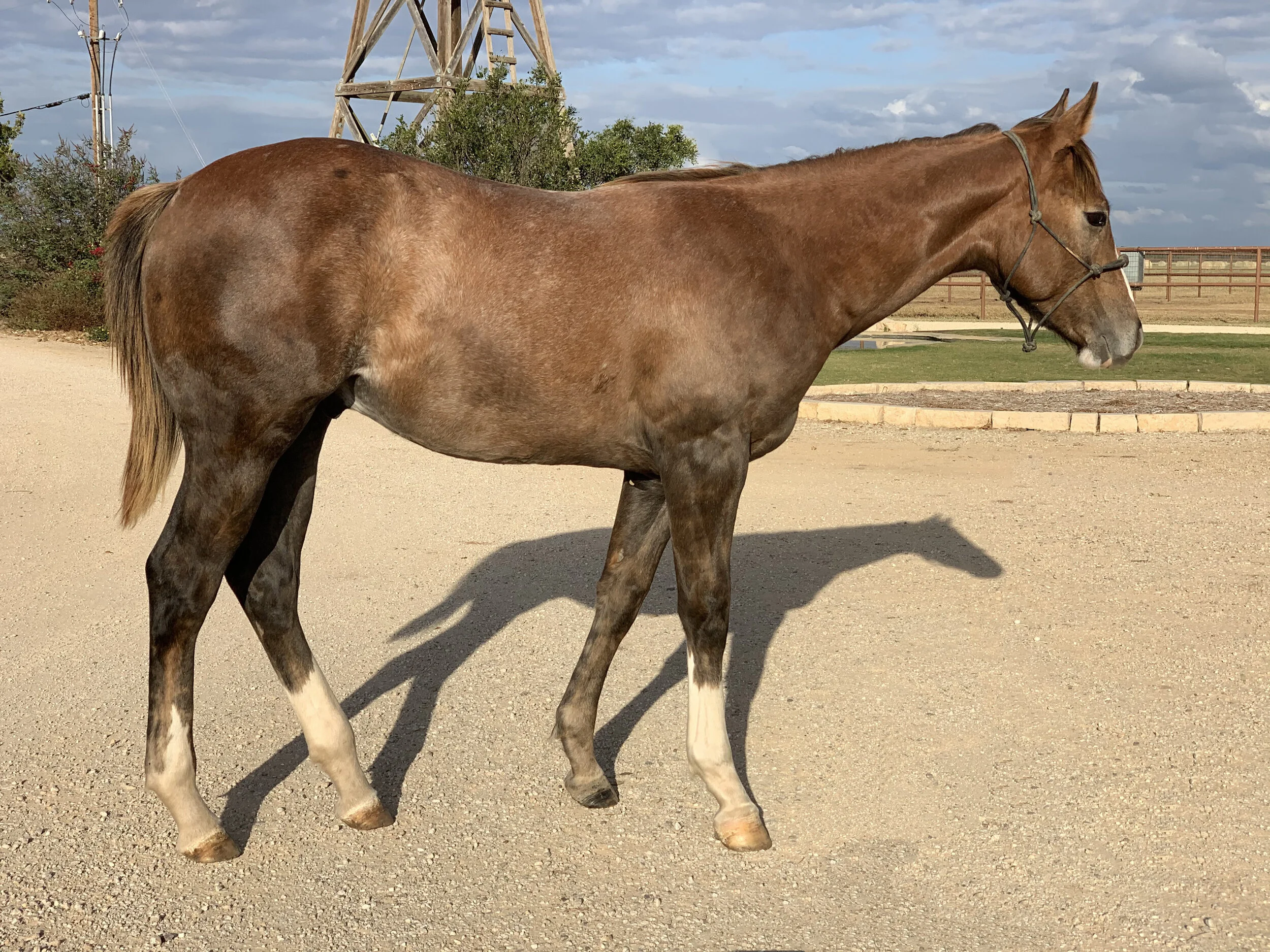 Yearling Quarter Horse