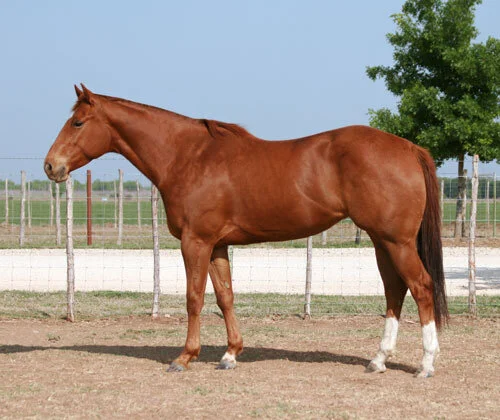 2019 Namgis Azoom On By "Tank" — Namgis Quarter Horses