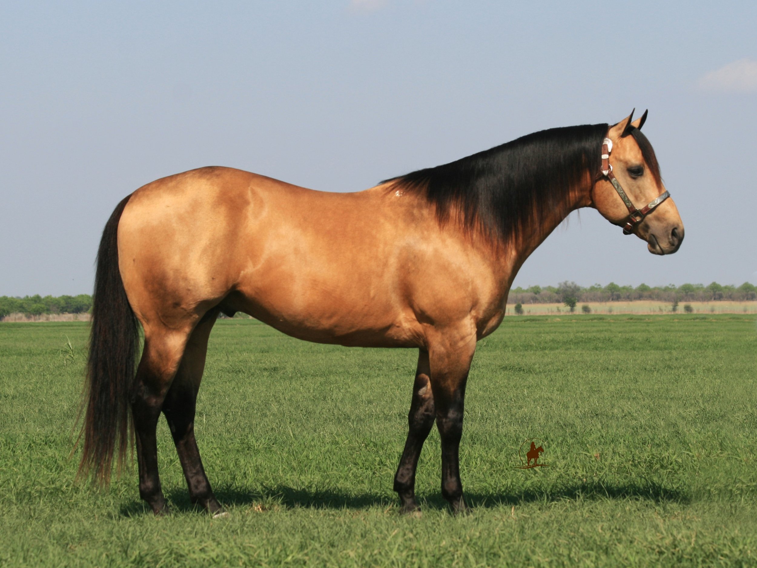 Namgis Quarter Horses