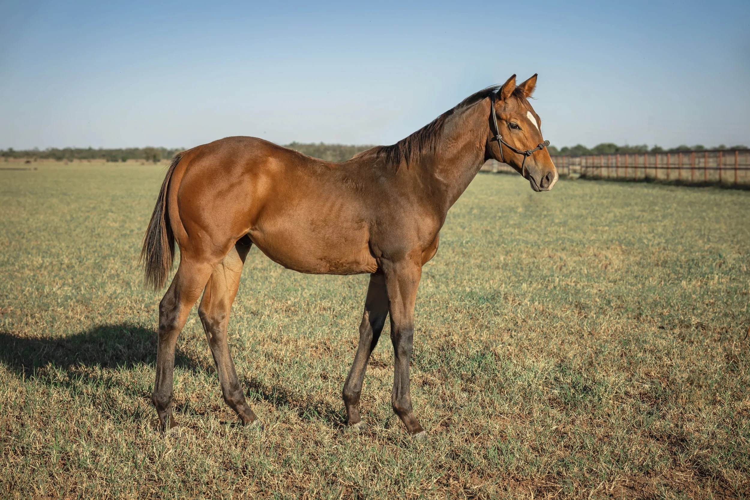 Yearlings — Namgis Quarter Horses