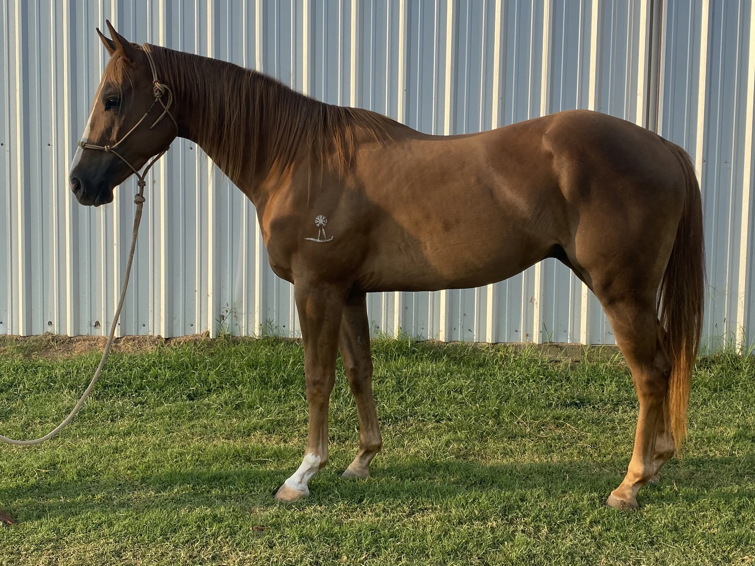 Horses In Training — Namgis Quarter Horses