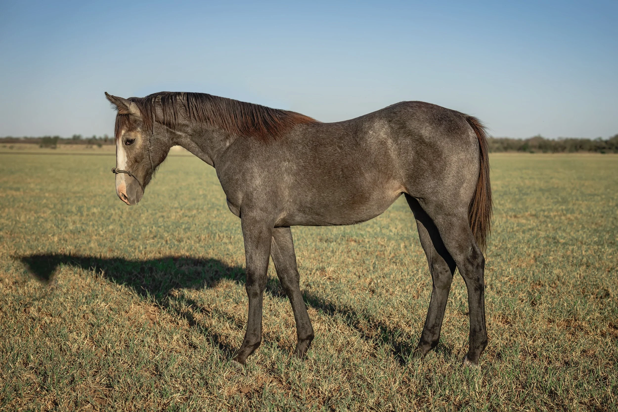 Yearlings — Namgis Quarter Horses