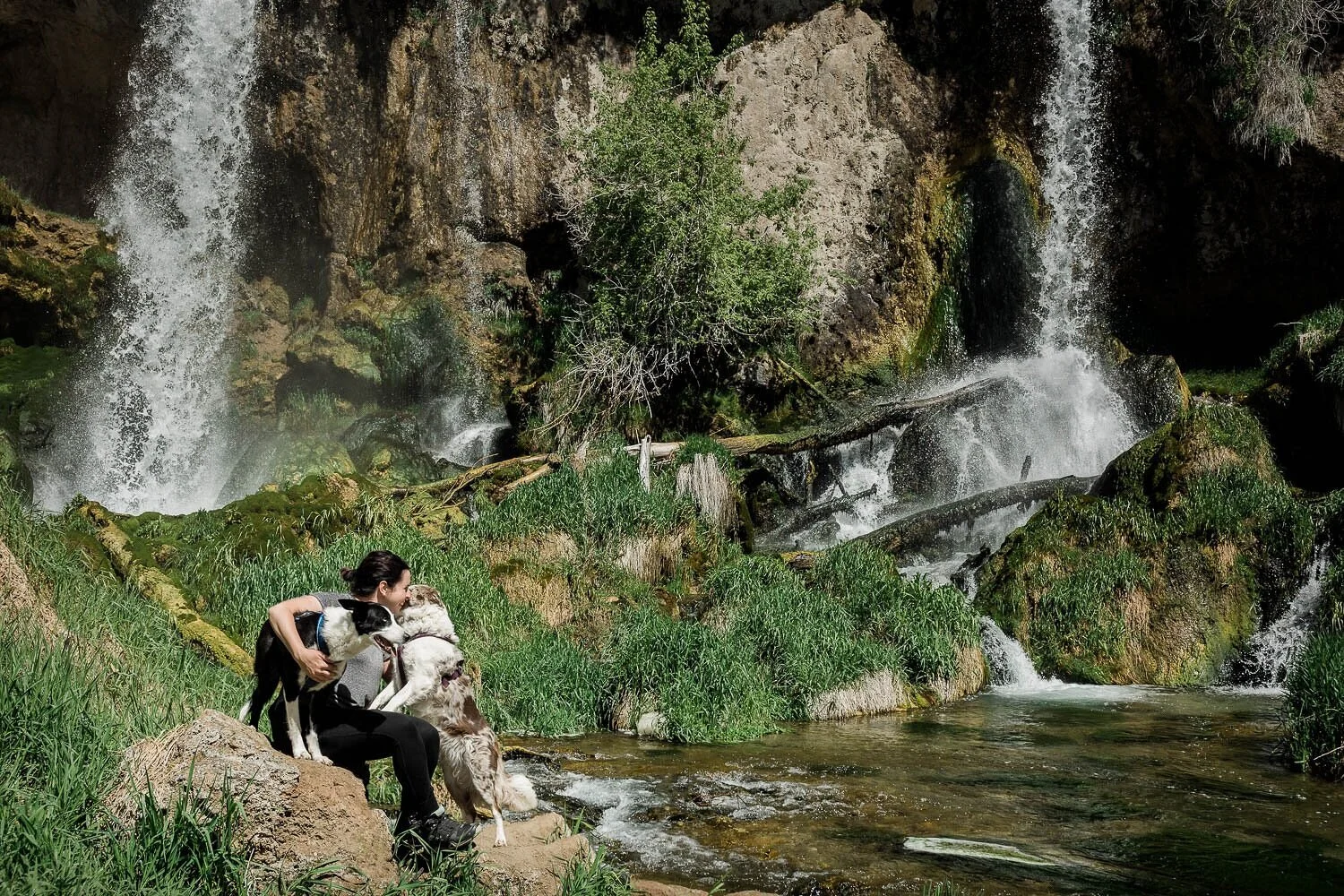 Allison Mae Photography: Denver Pet Photographer