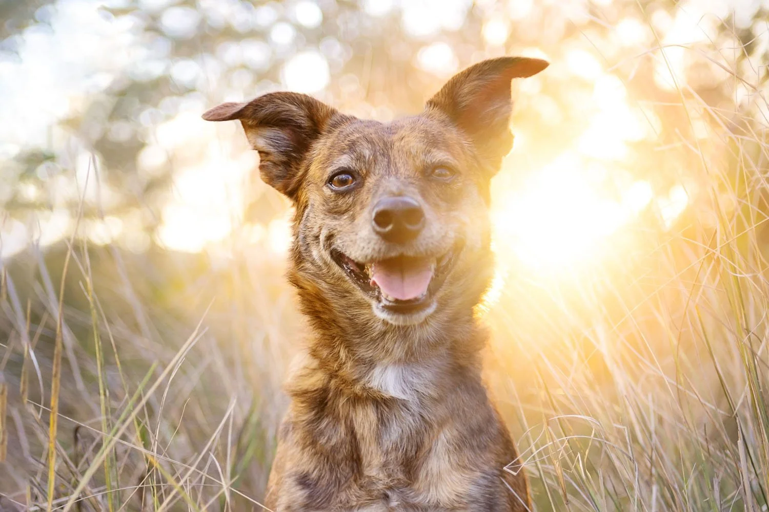Happy Dog Photography