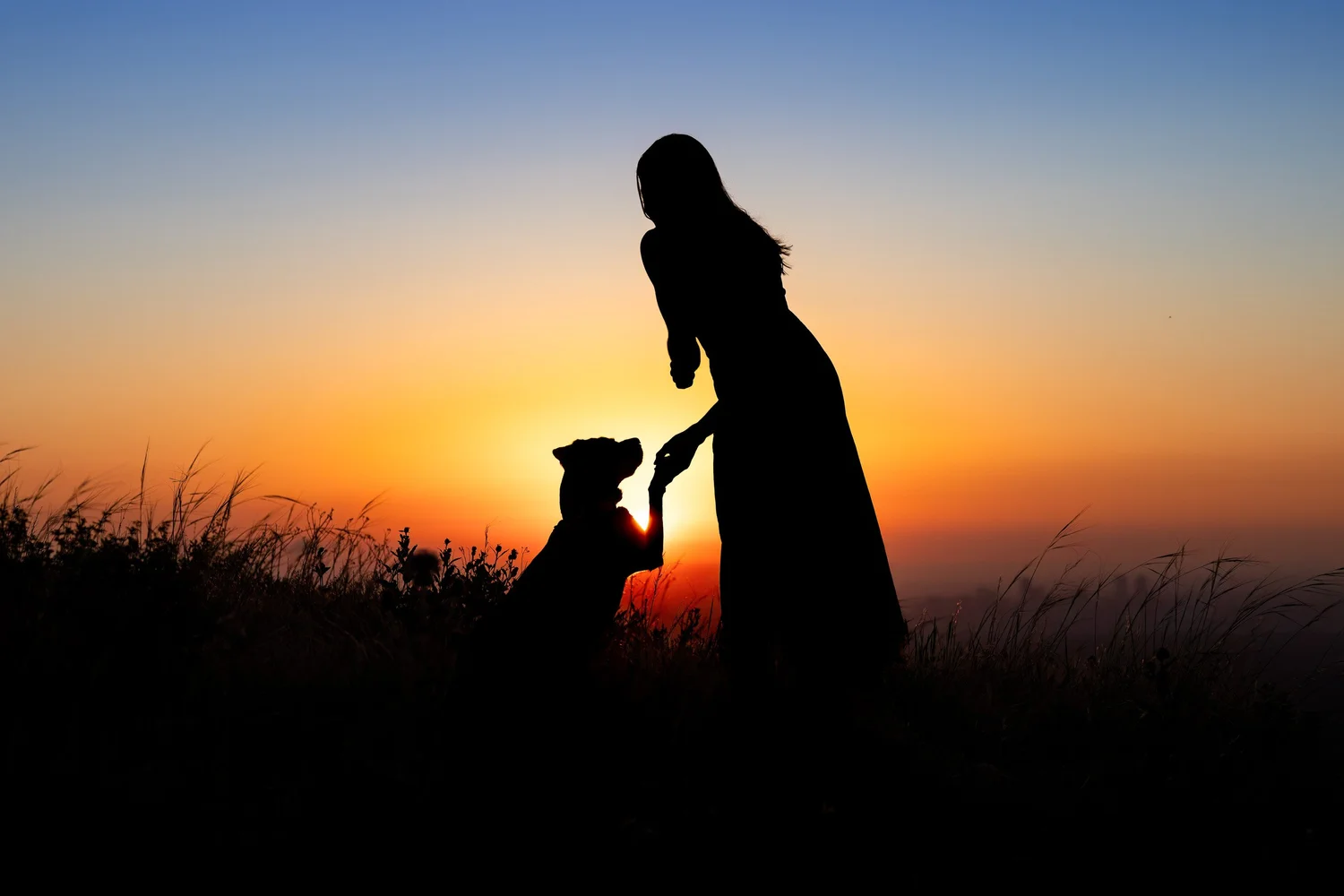 Allison Mae Photography: Denver Pet Photographer