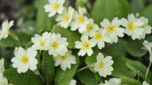 Bloom Into Spring: Your Essential Guide to Starting the Perfect Spring ...