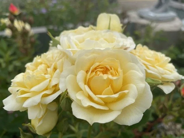 Summer Rose Care: Easy Tips for a Garden Full of Beautiful Flowers ...