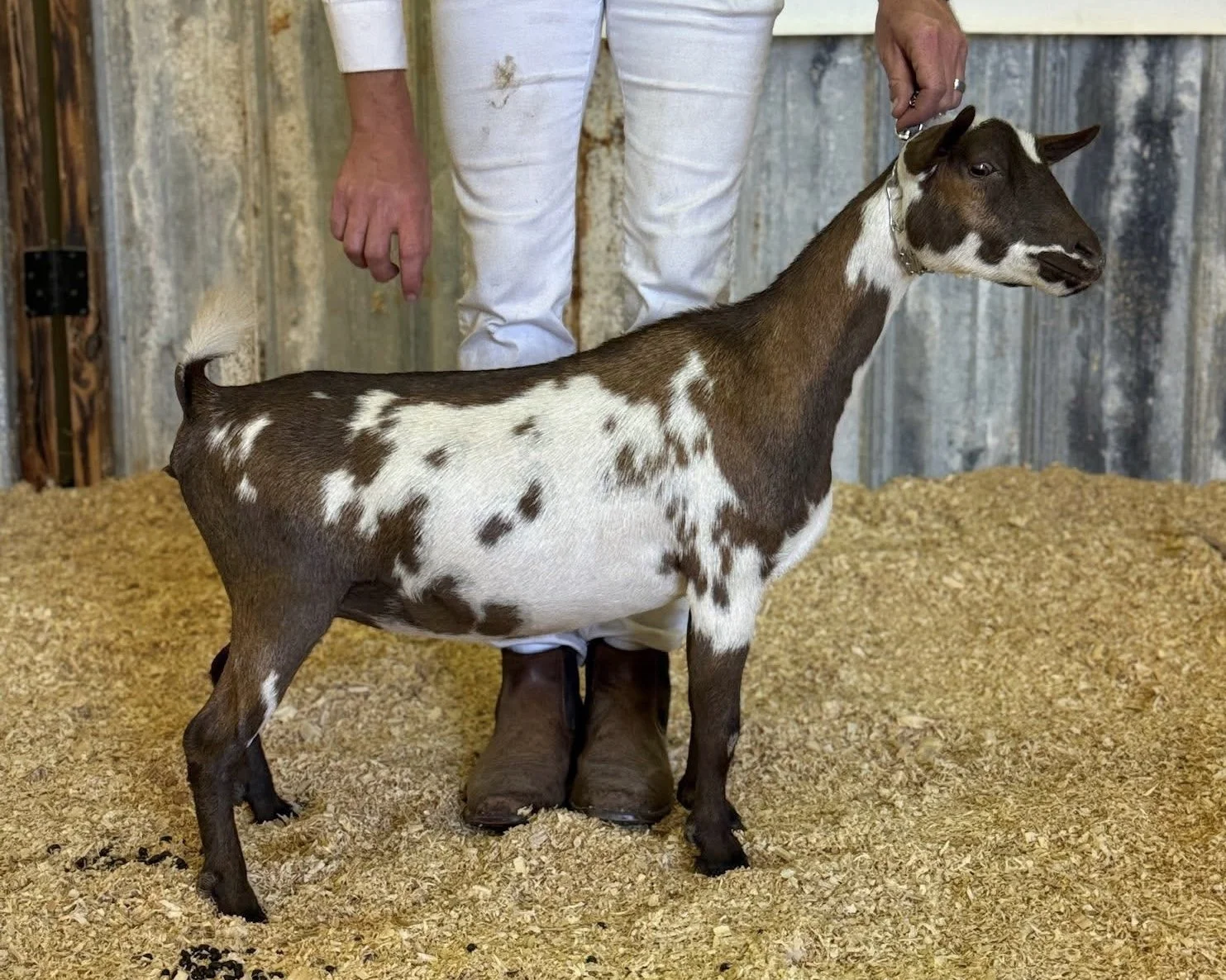 Goats For Sale — Winning Streak