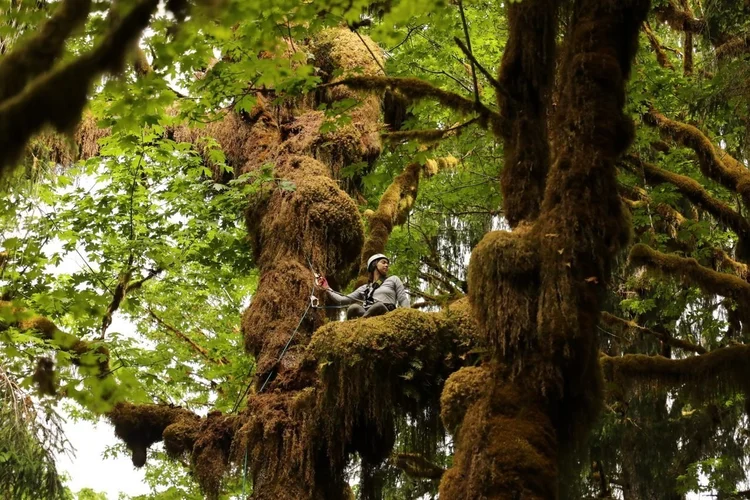 Trees as a Metaphor for (Spiritual) Life — Carrie Ziegler: Earth Art