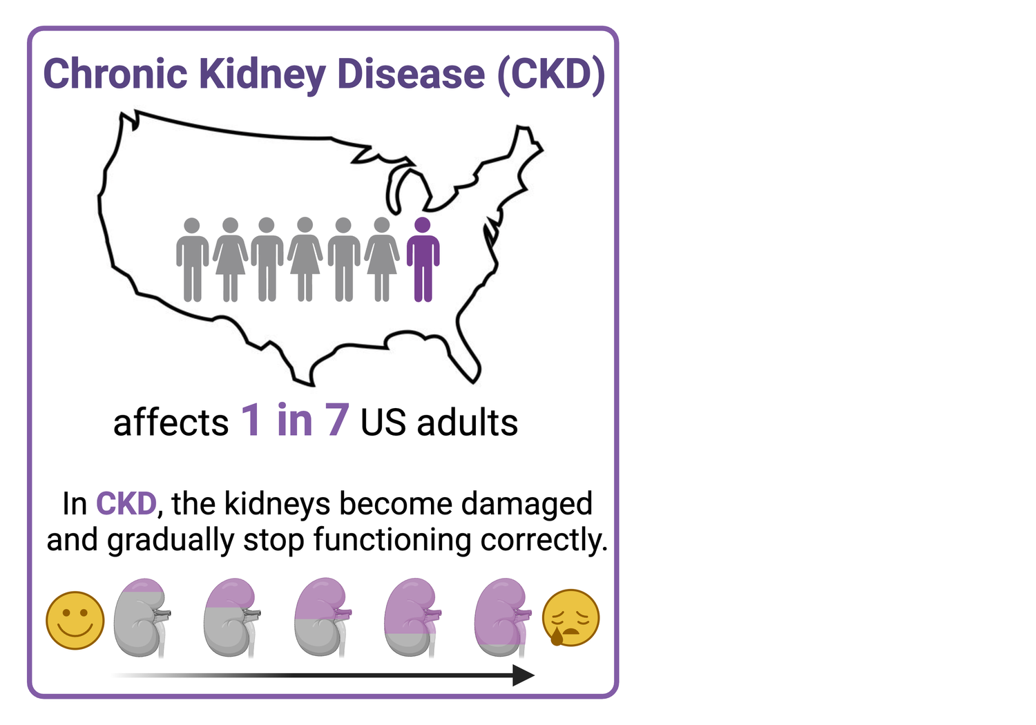 How Fat in Your Kidneys Can Lead to Kidney Disease — Penn Science ...