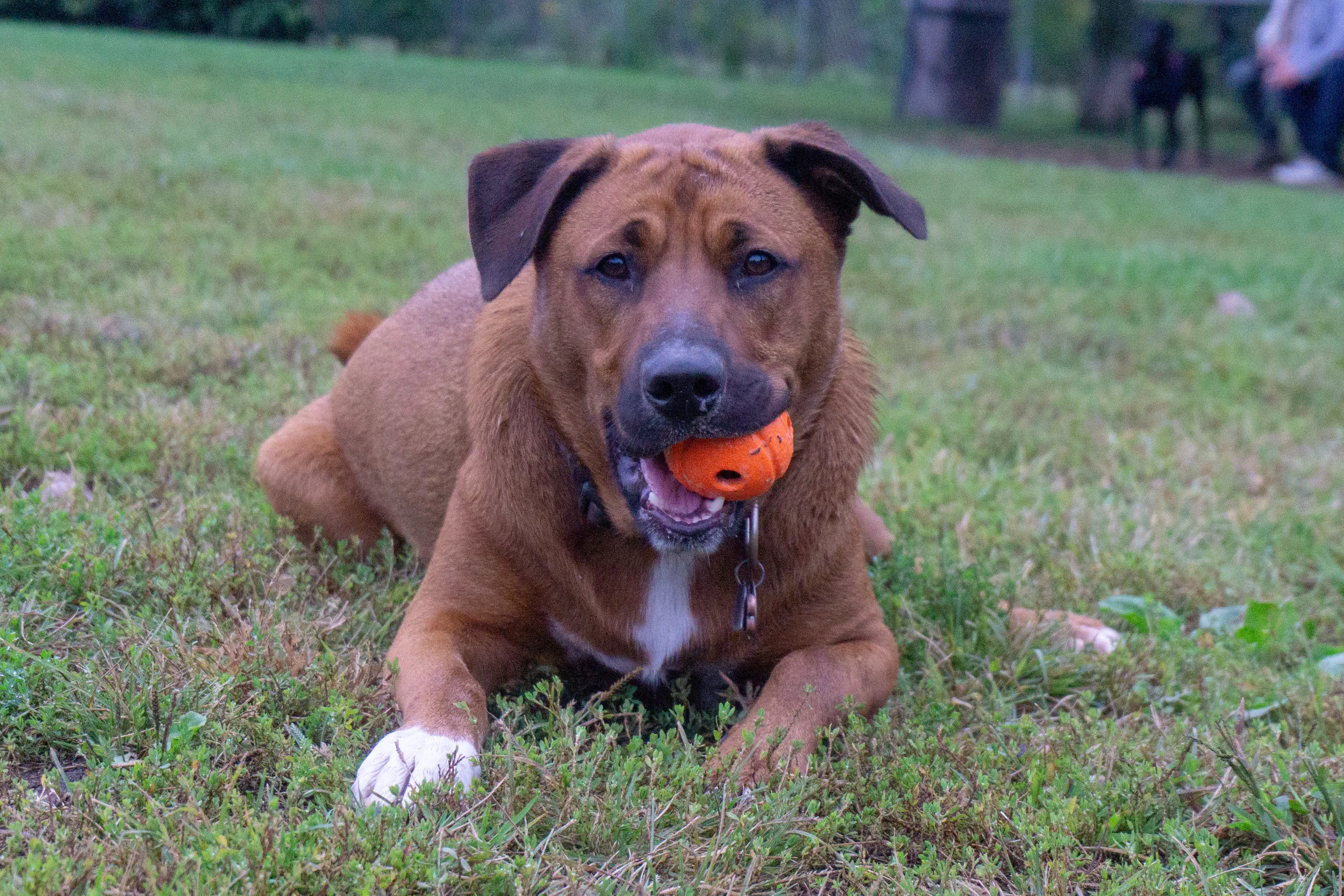 Pooch Park Summer 2018 — WilderPix Photography
