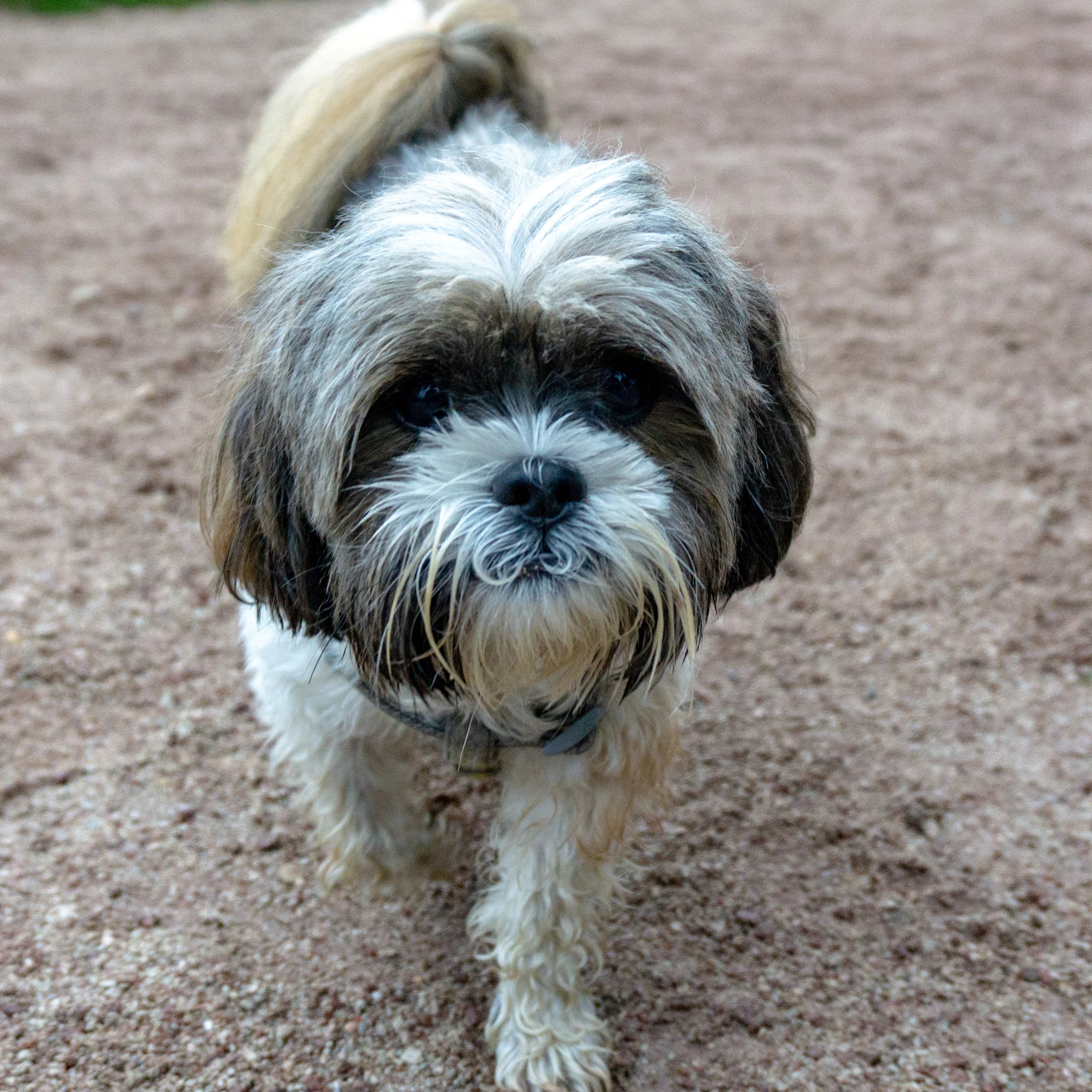 Pooch Park Summer 2018 — WilderPix Photography