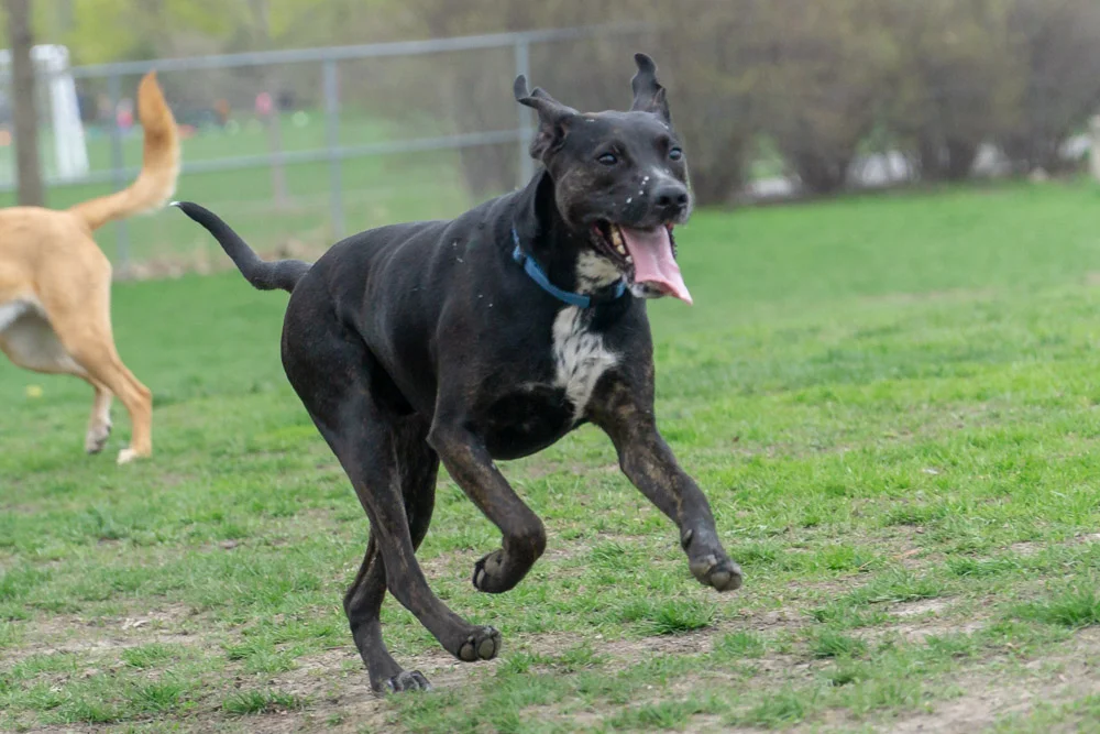 PP 2019 Spring — WilderPix Photography