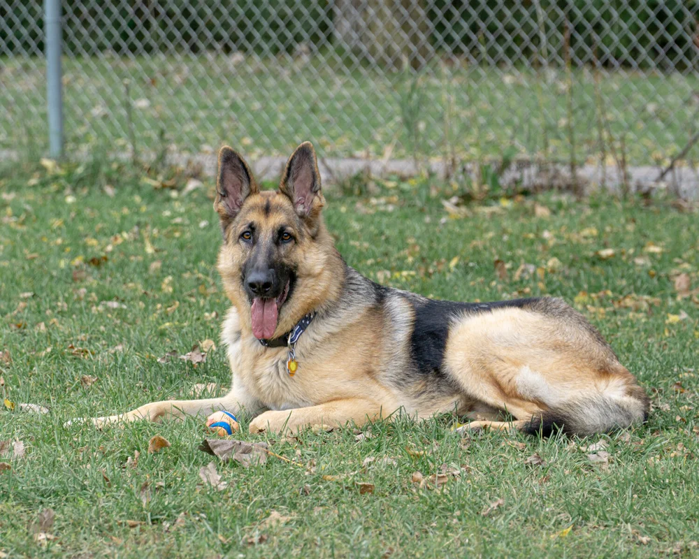 Pooch Park — WilderPix Photography