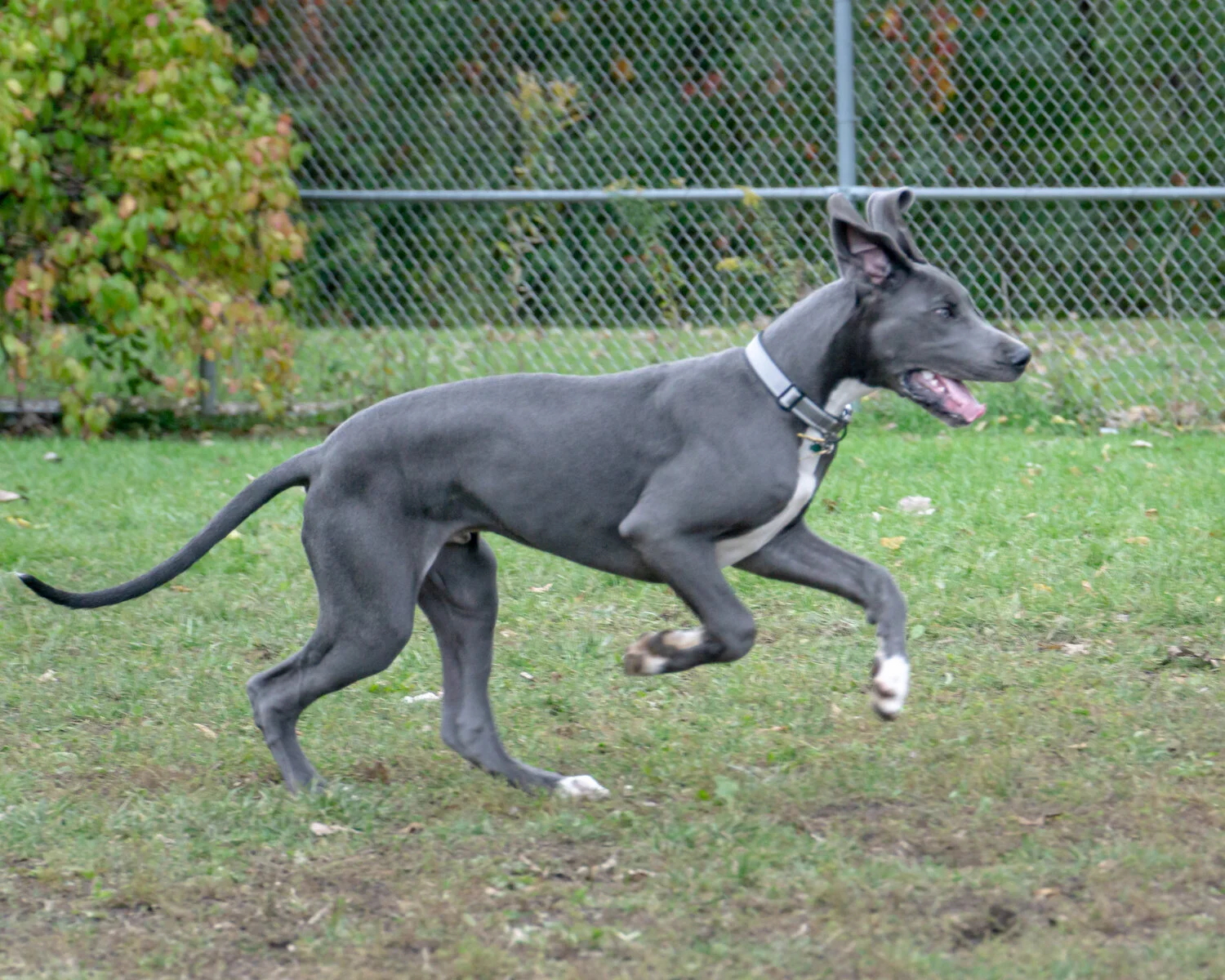 Pooch Park — WilderPix Photography