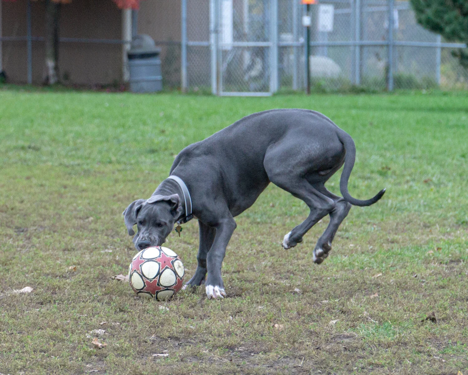 Pooch Park — WilderPix Photography