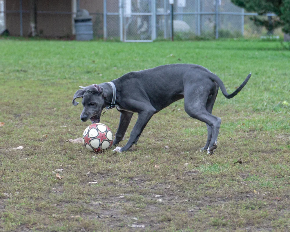 Pooch Park — WilderPix Photography