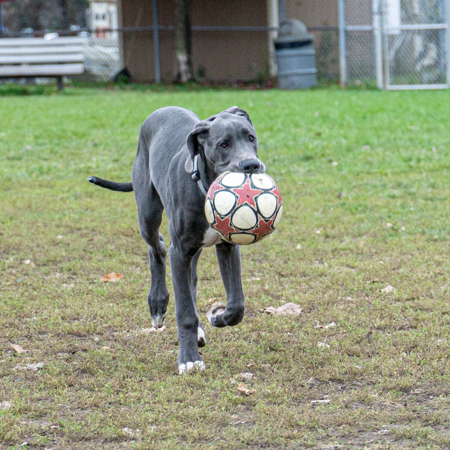 Pooch Park — WilderPix Photography