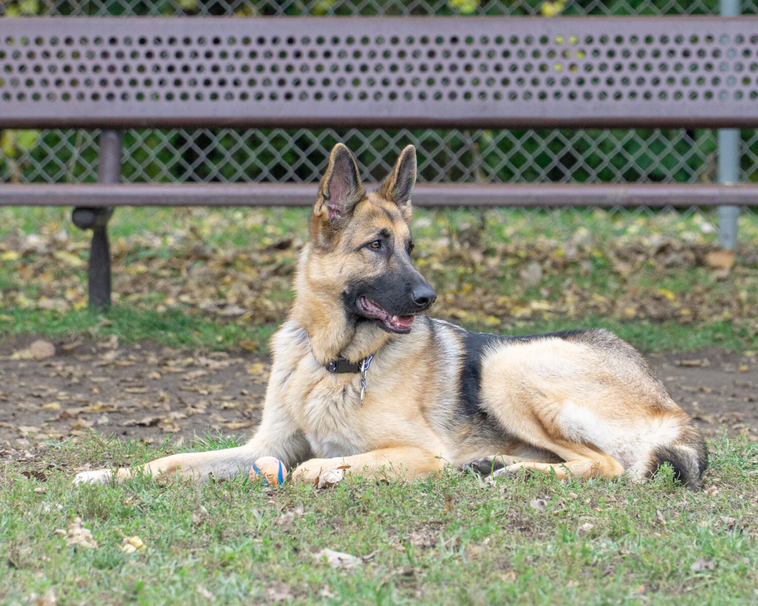 Pooch Park — WilderPix Photography
