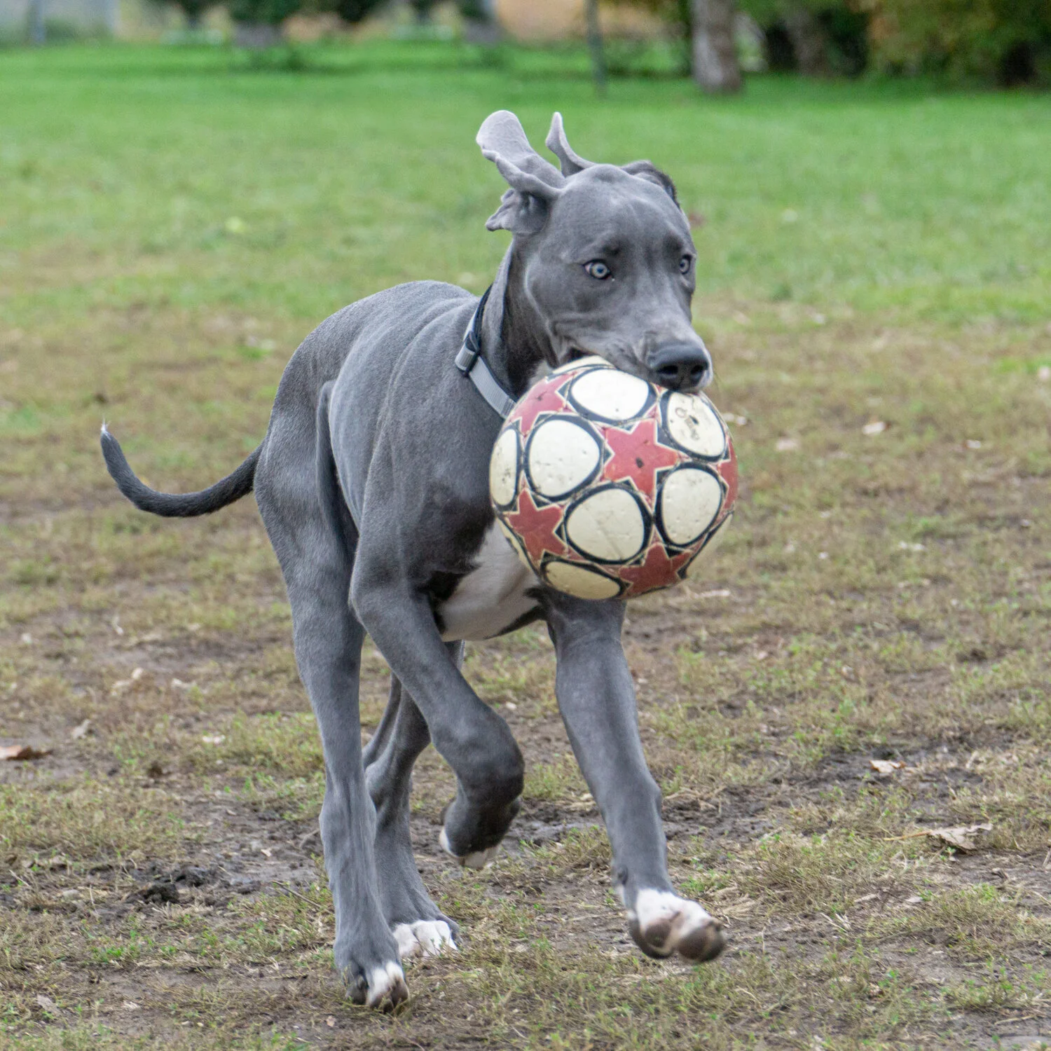 Pooch Park — WilderPix Photography