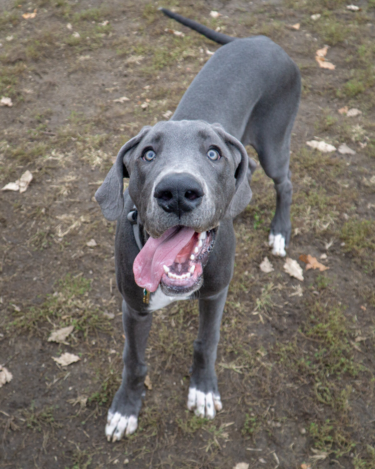 Pooch Park — WilderPix Photography