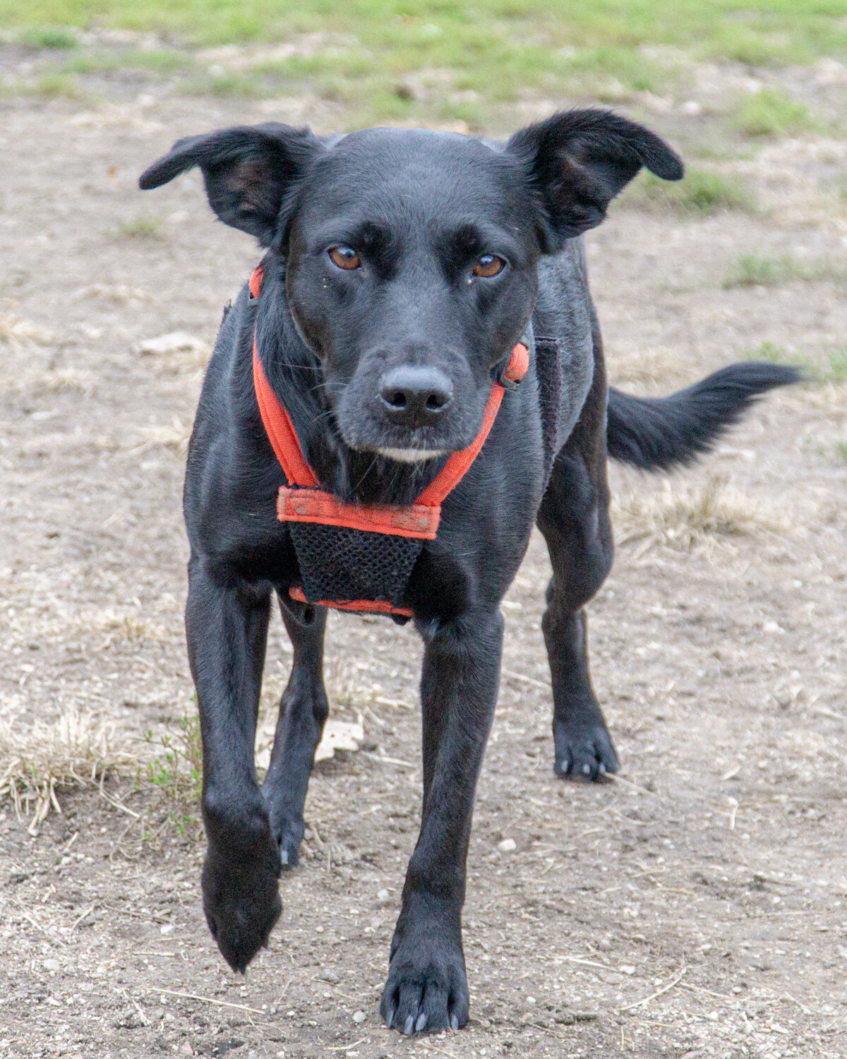 Pooch Park — WilderPix Photography