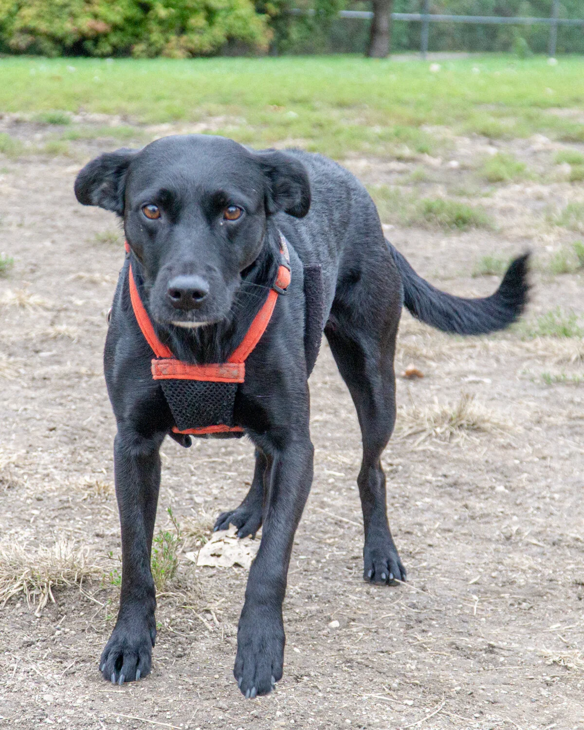 Pooch Park — WilderPix Photography