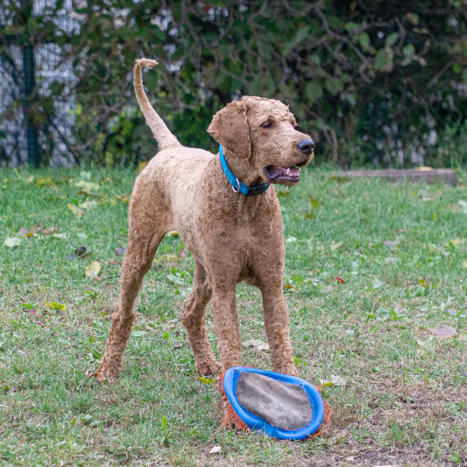 Pooch Park — WilderPix Photography