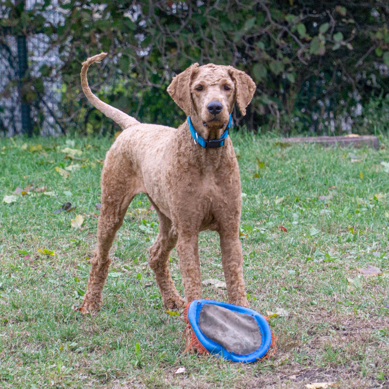 Pooch Park — WilderPix Photography