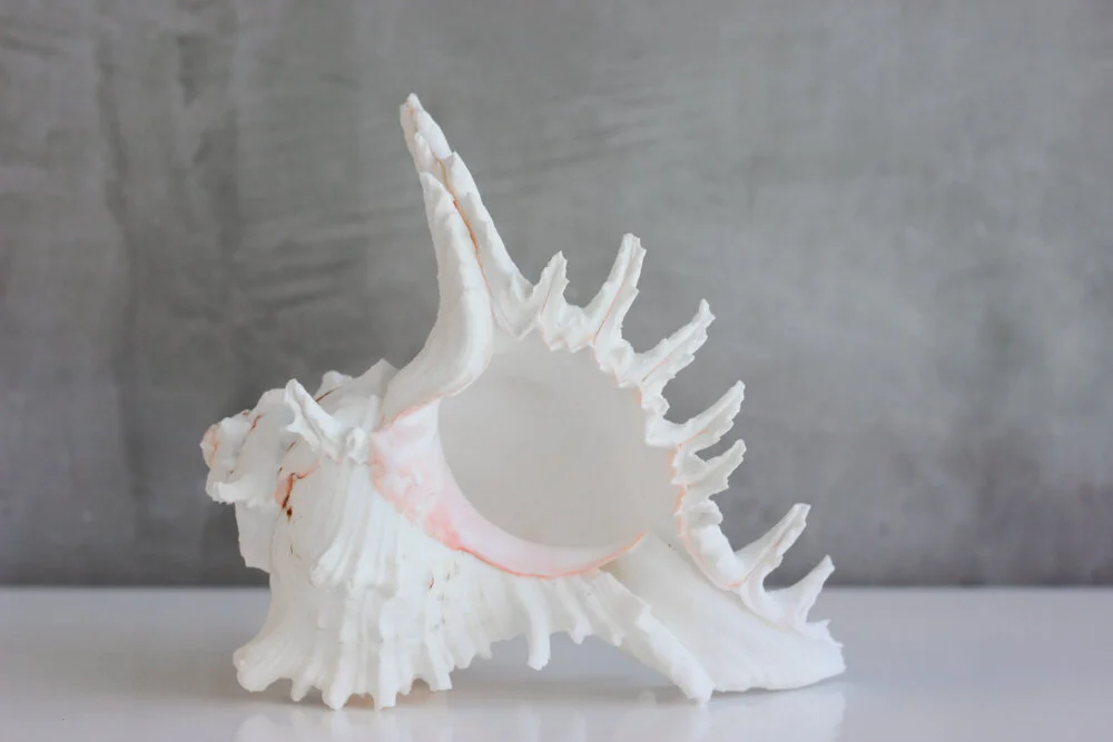Murex Ramosus Shell — Pretty Willow Prop Hire Perth