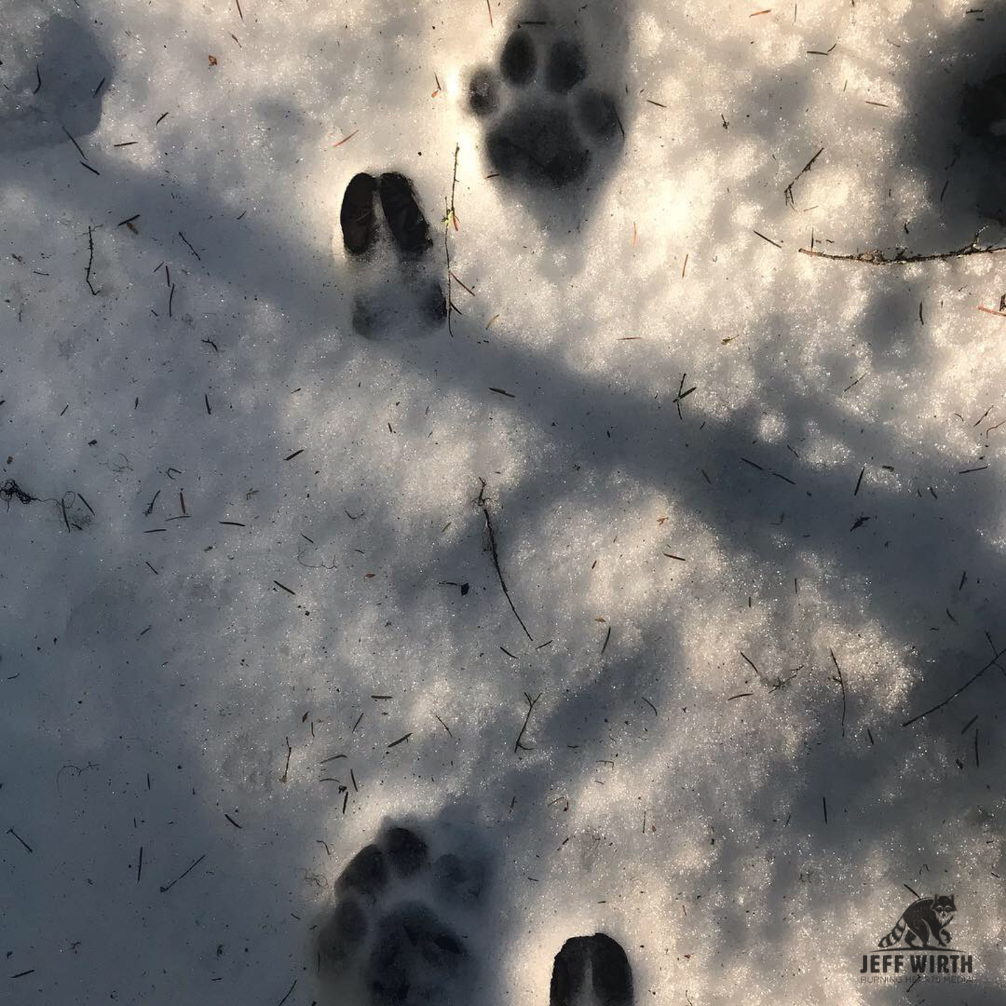 Black Bear Tracks In Snow