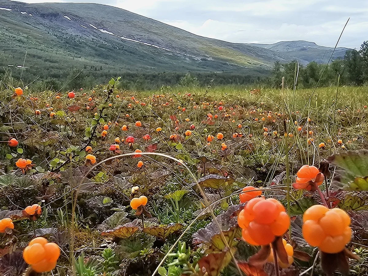 Familiedag med ukrainske flyktninger — Vestre Slidre Fjellstyre