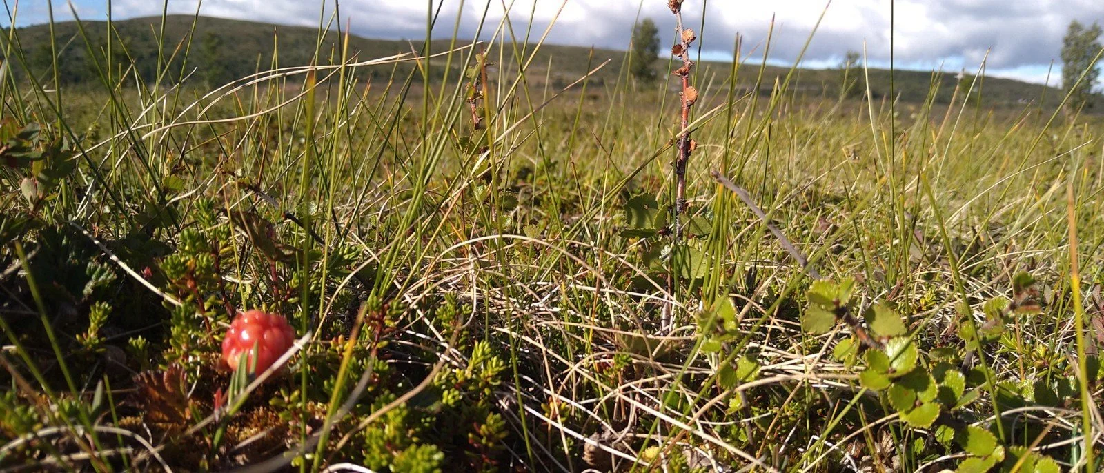 Bærmelding : Multe i statsallmenninga — Vestre Slidre Fjellstyre