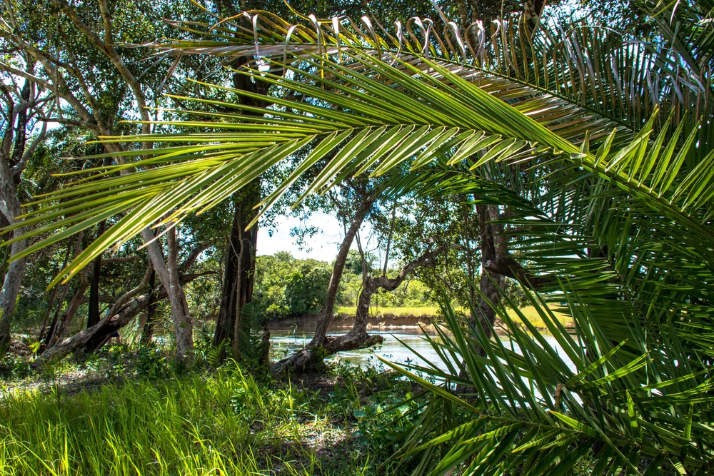 Communities — West Lunga Conservation Project
