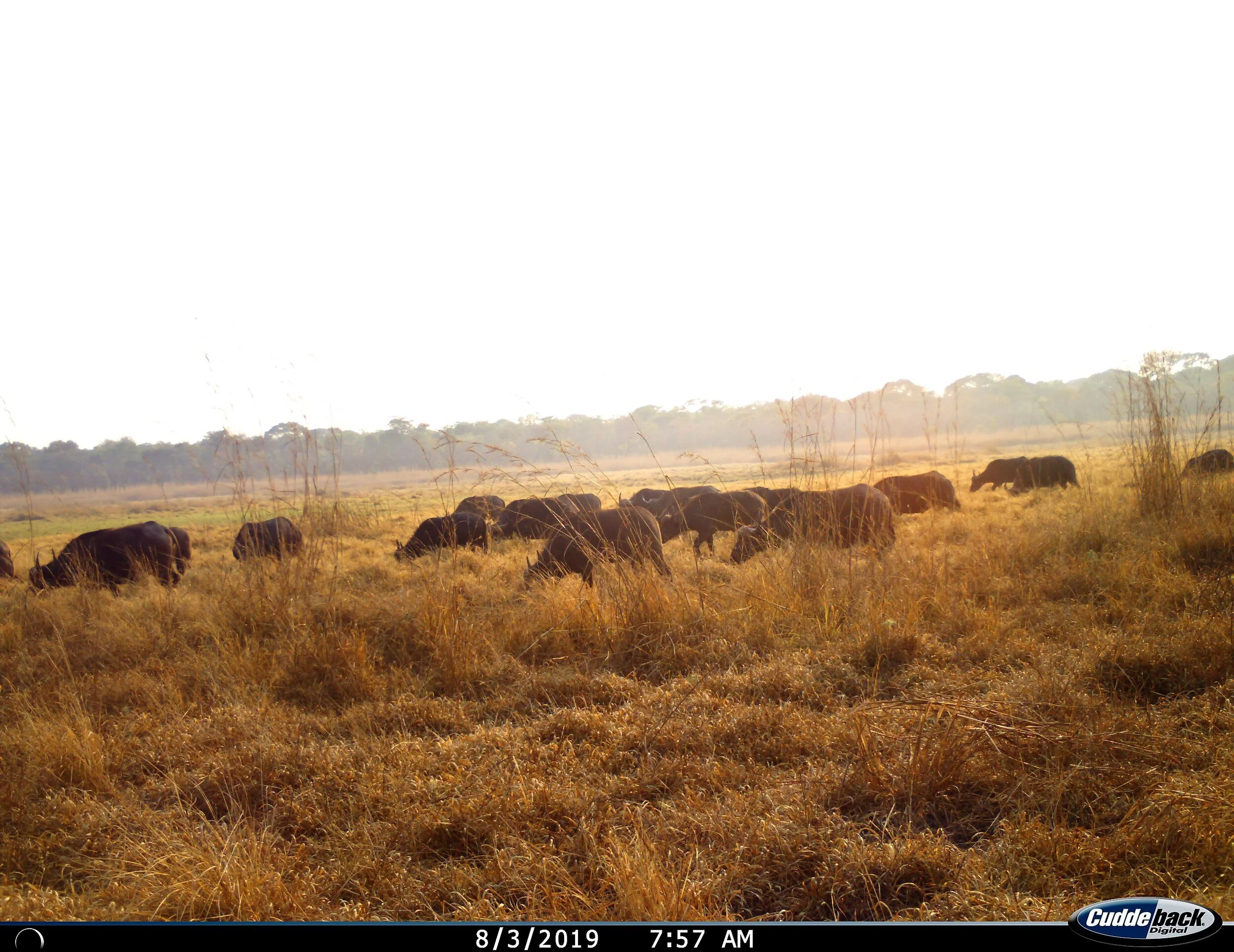 Wildlife — West Lunga Conservation Project