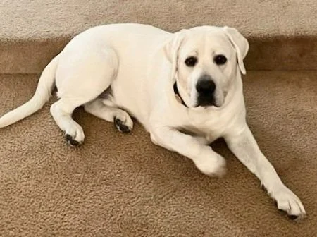 Lowes Labs, Purebred AKC Registered English Labradors