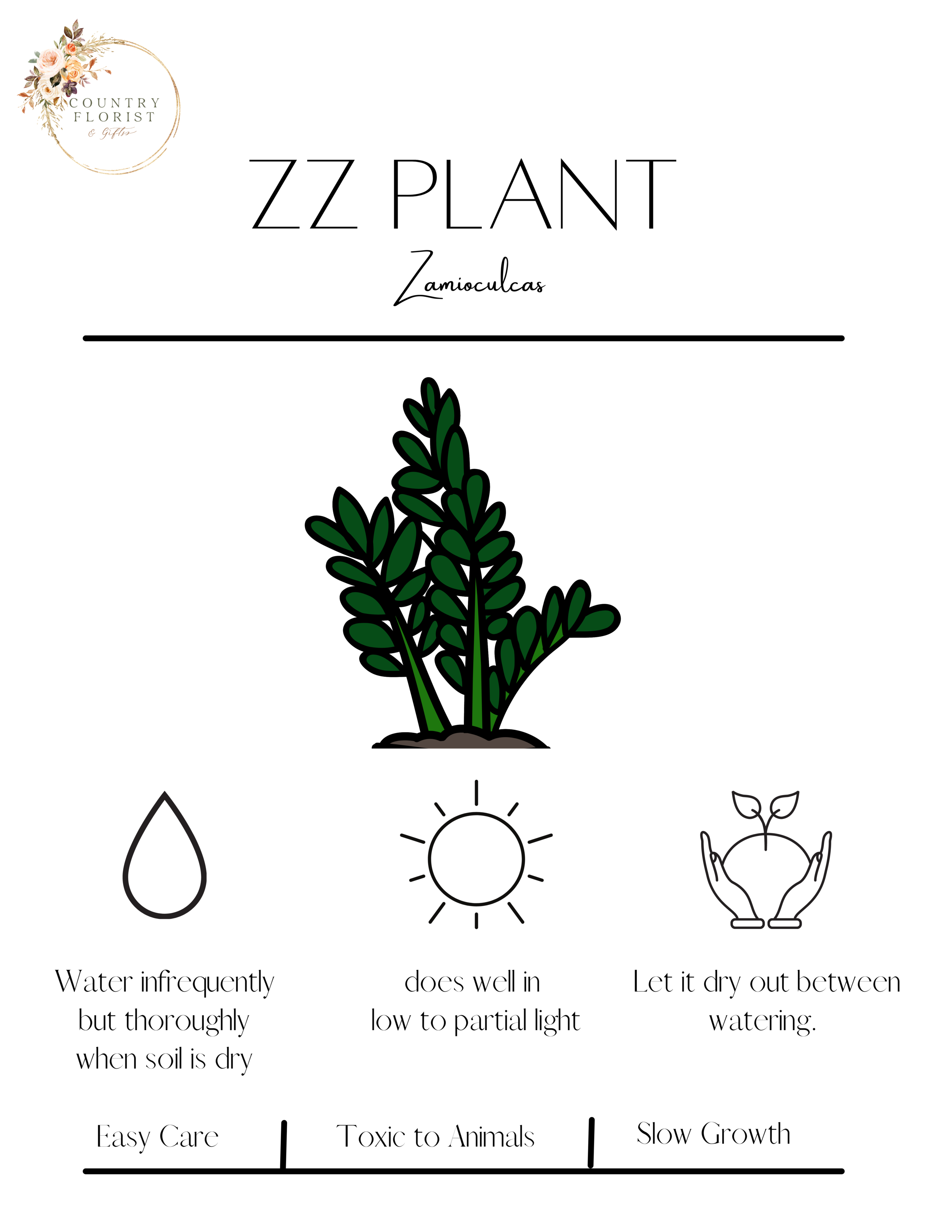 Plant Care Guides — Country Florist