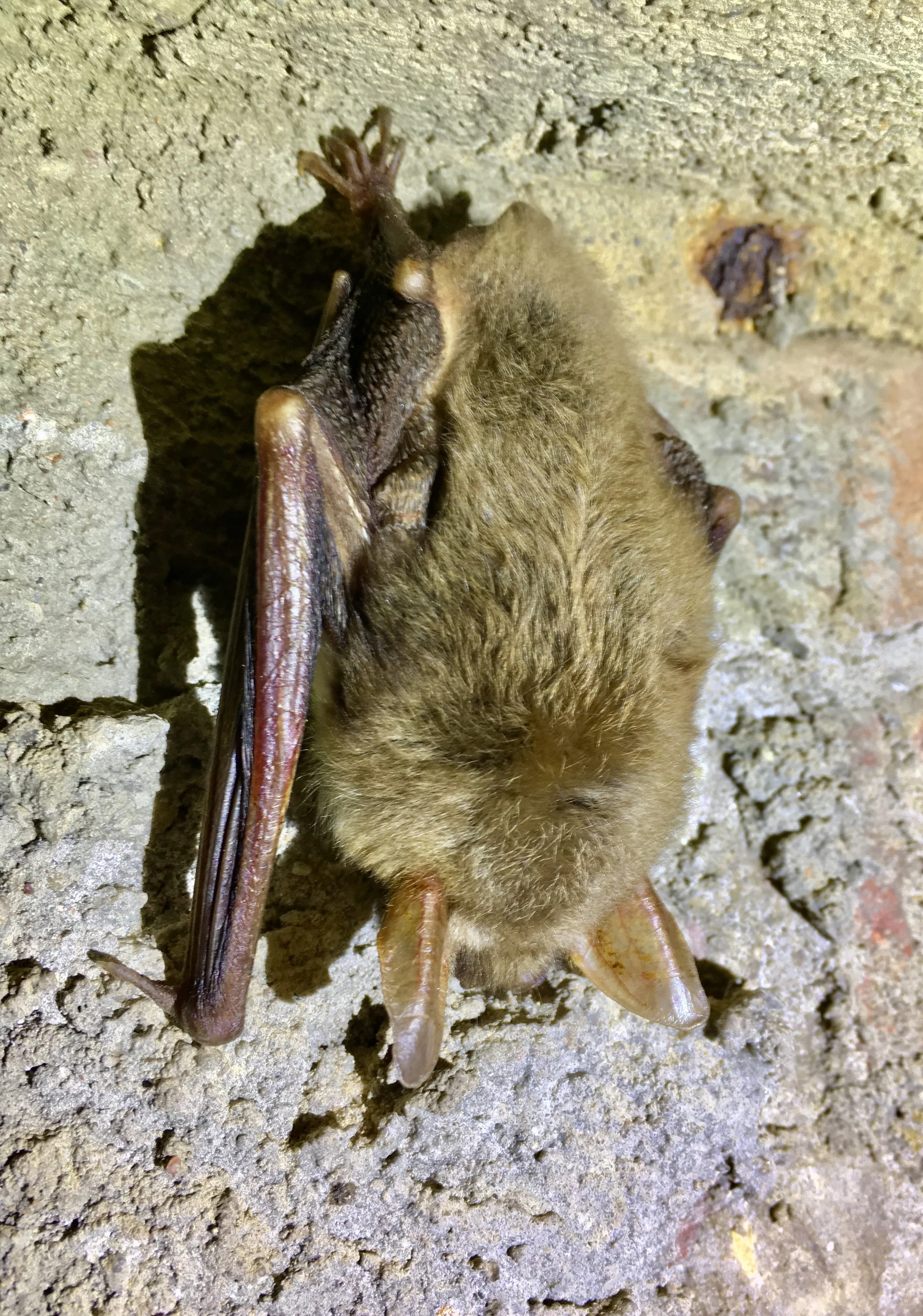 B.A.T. Ecological - Bat Conservation Trust 2016 Professional Bat Survey ...